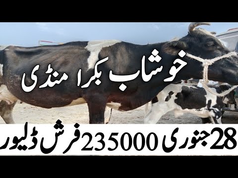 Australian Friesian Cows l jersey Cows l Cholistani Friesian Cross Cows ...