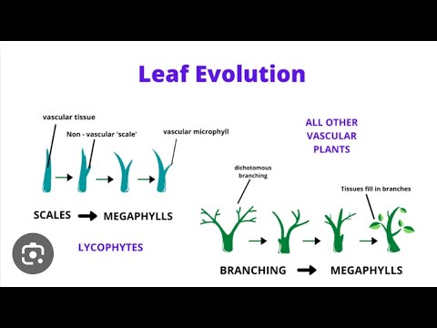 || EVOLUTION OF LEAF 🌿|| MICROPHYLLS LEAF || MEGAPHYLLS LEAF || KINGDOM ...