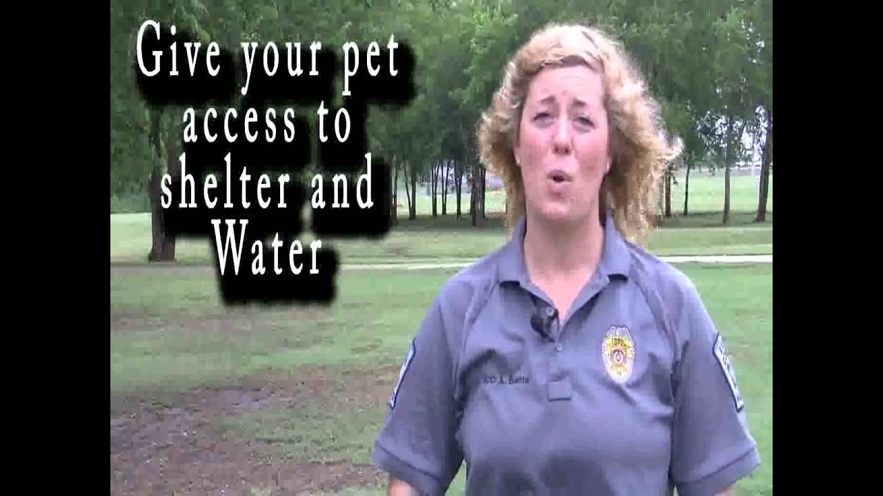 Animal Safety Tips YouTube animal-safety-tips-youtube