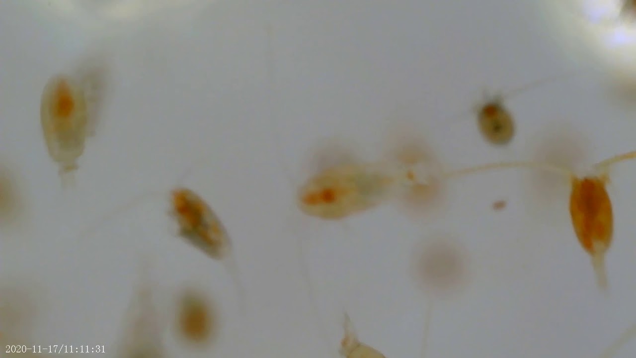 Alimento vivo: COPEPODOS de cerca - YouTube