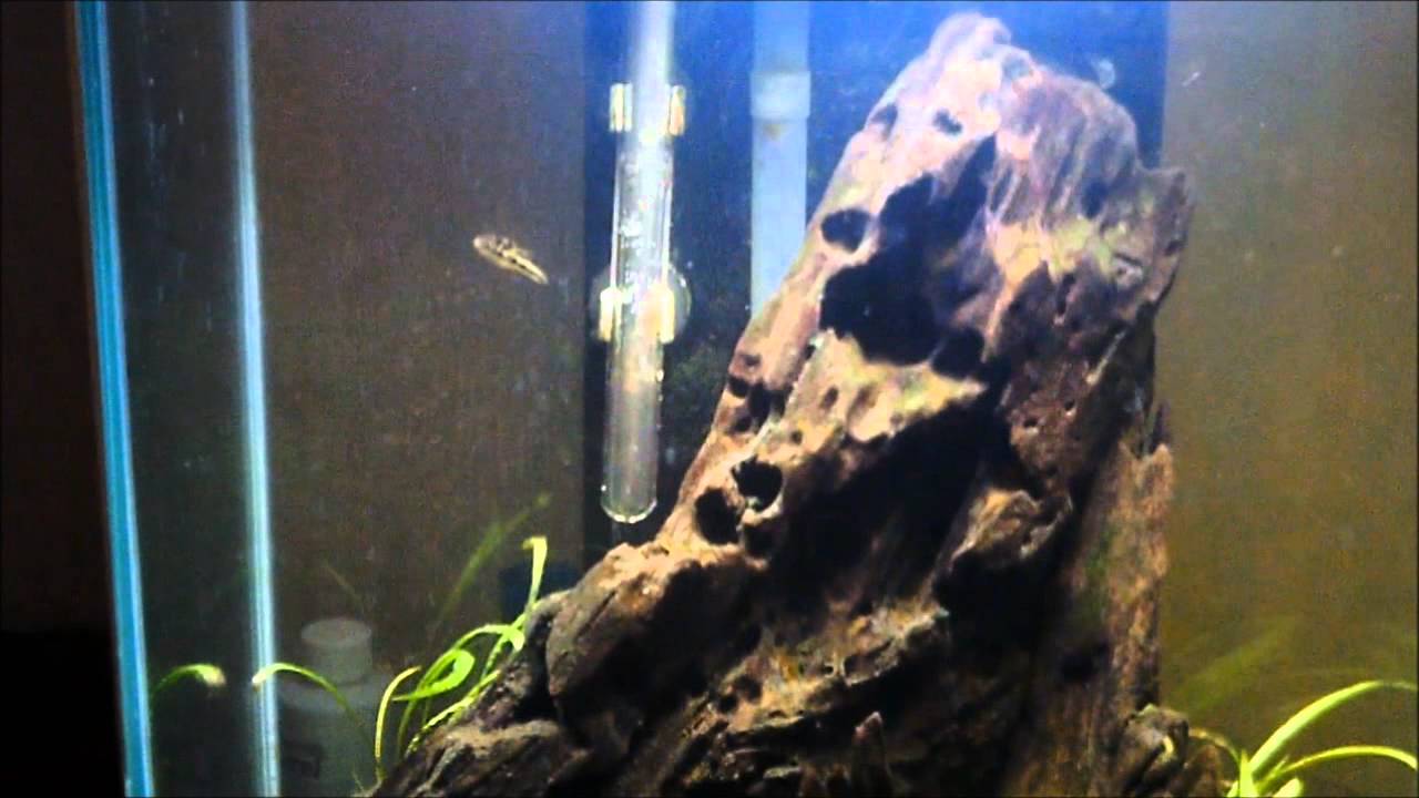 My Sad Tank - YouTube