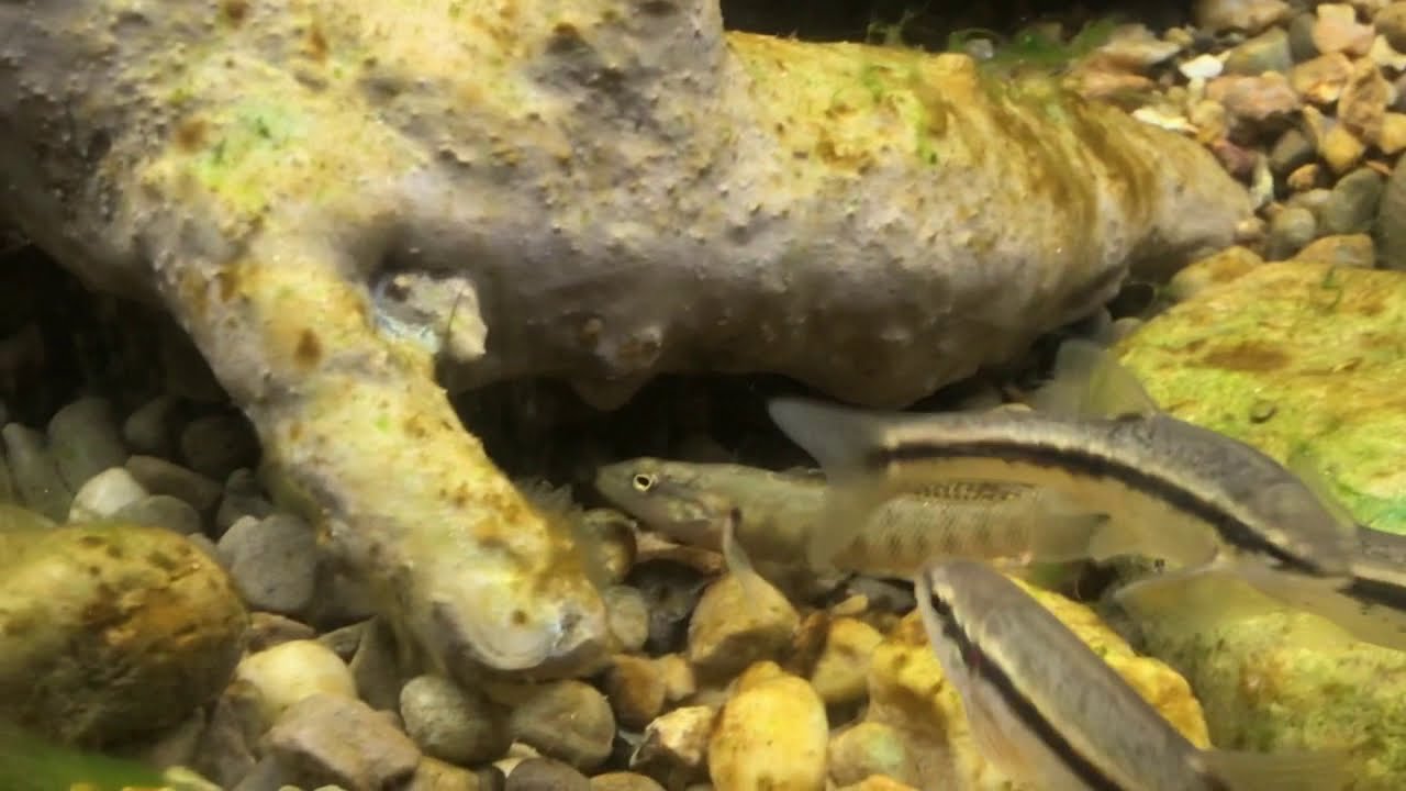 My Stream Tank Has FIsh...FInally!!! - YouTube