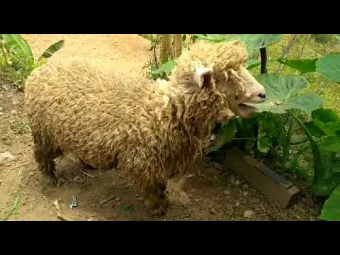 domba gemuk - YouTube