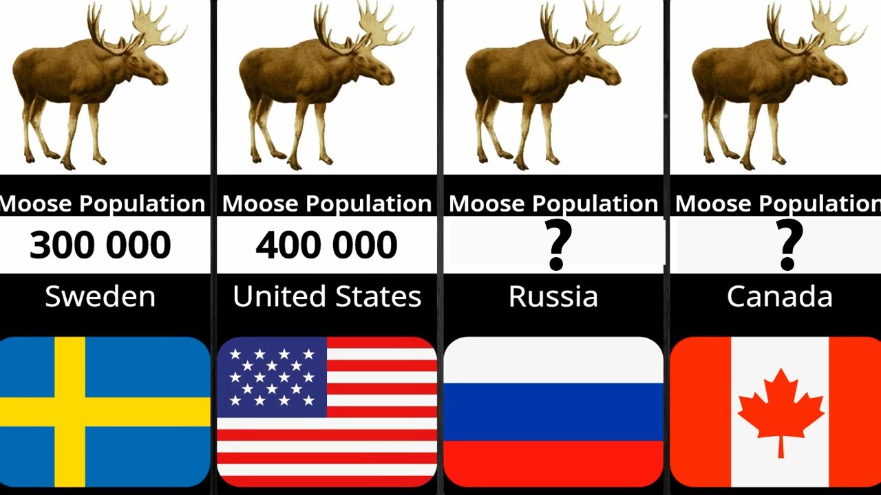 Moose Population By Country 2023 - YouTube