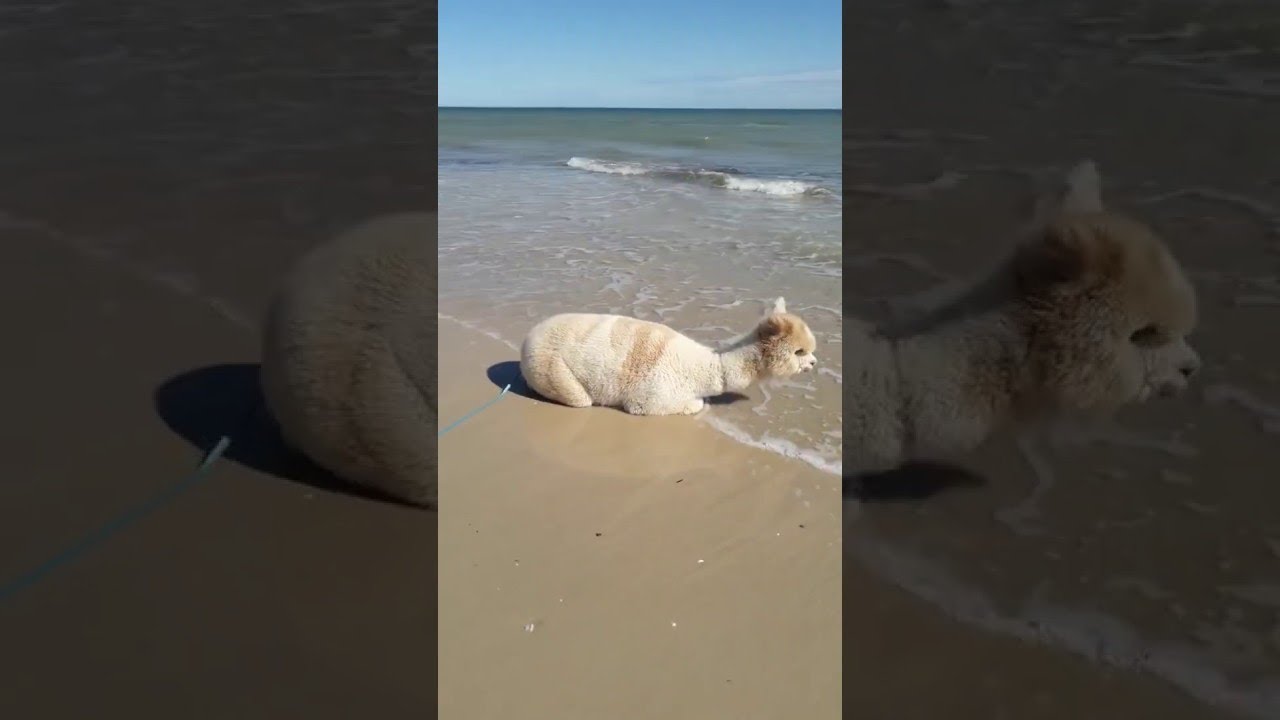 Alpaca Plays at Australian Beach || ViralHog - YouTube