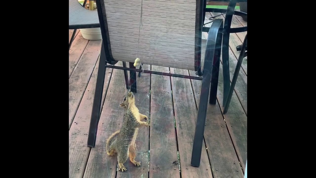 Funniest squirrel 🐿 - YouTube