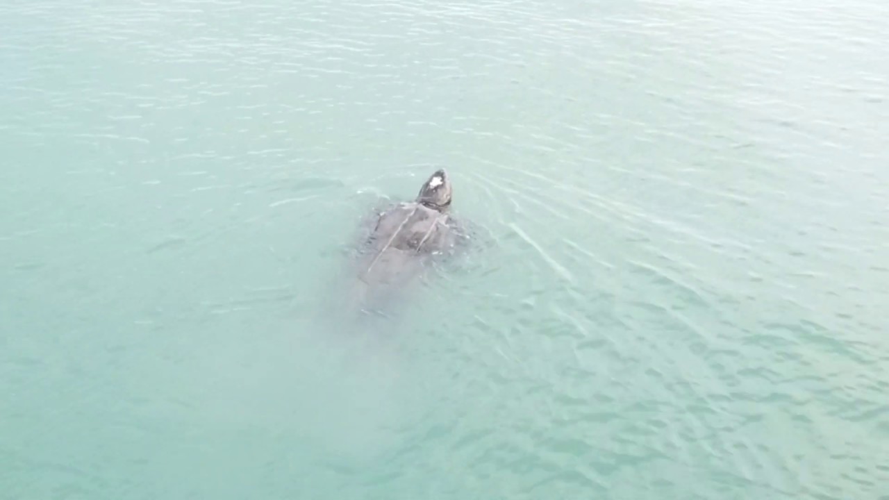 Massive Leatherback Turtle Swimming Just Off Topsail Island - YouTube