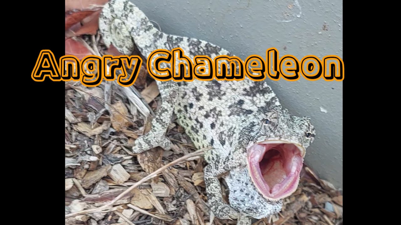 Look at That Angry Chameleon|Exotic Animal|Farm Life|that's life and ...