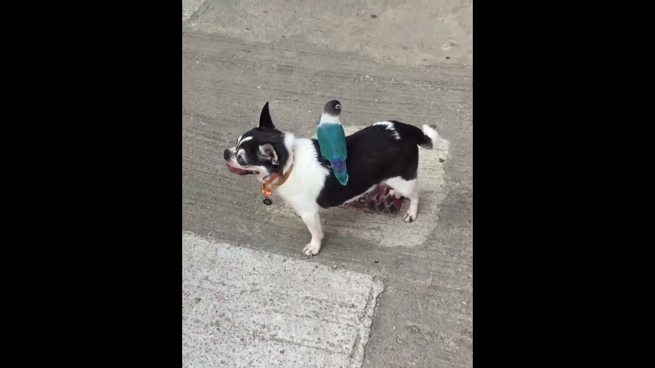Lovely Bird Riding the Back of a Dog in the Street - YouTube