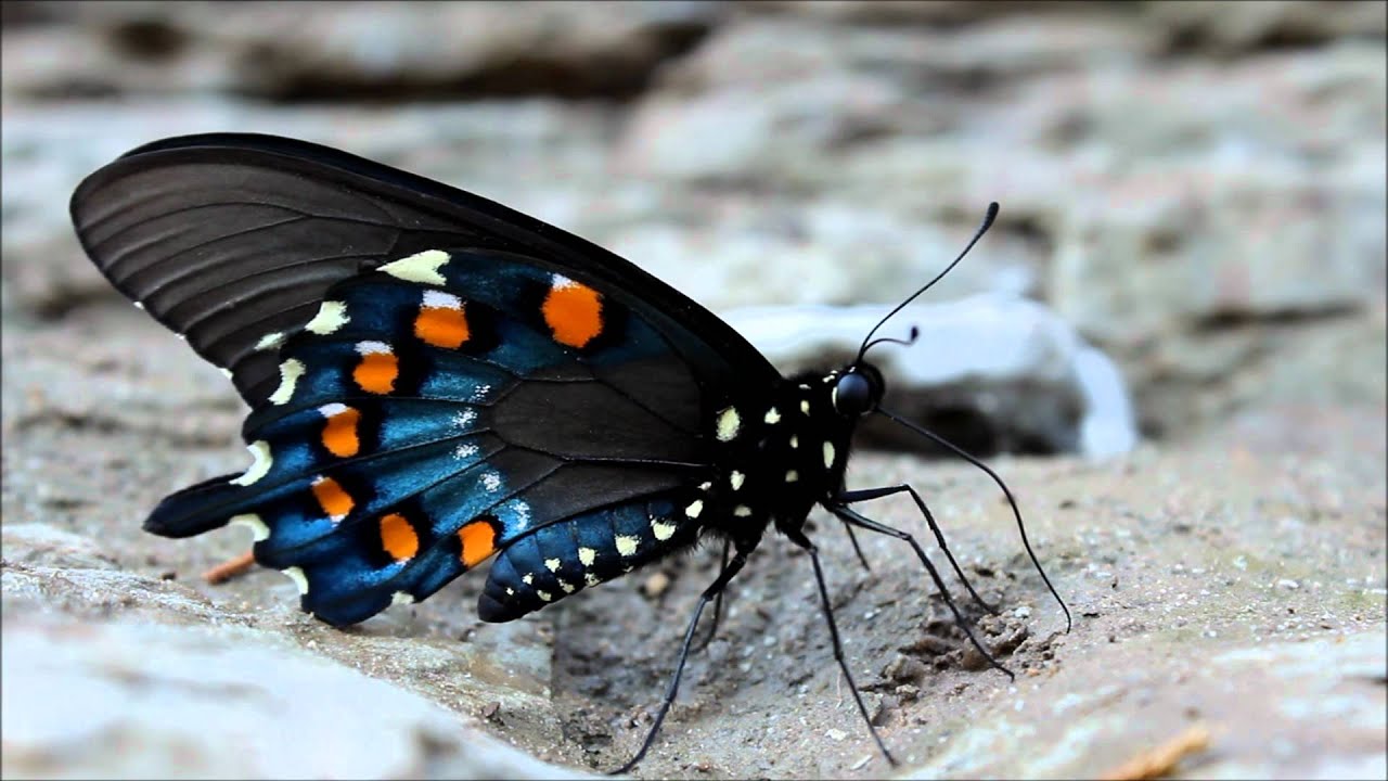 Black Swallowtail Butterfly feeding at McCommas Bluff - YouTube