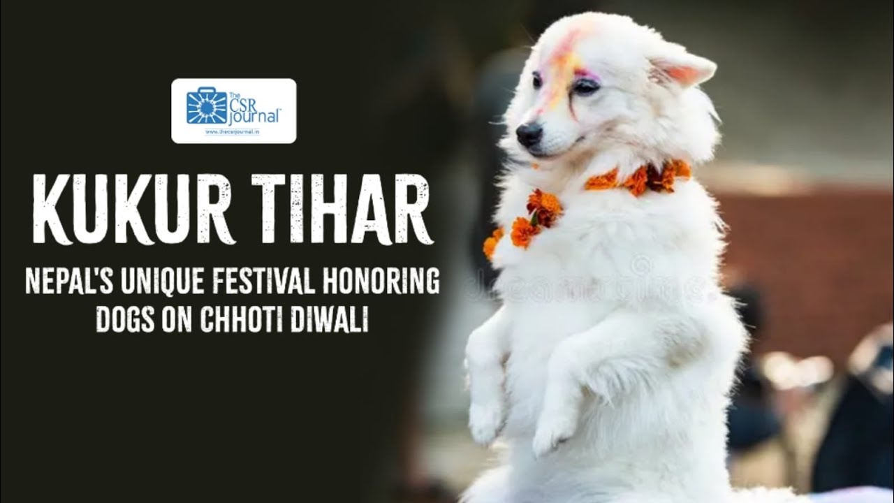 #kukurtihar Nepal Unique Festival Honouring Dogs During Diwali - YouTube