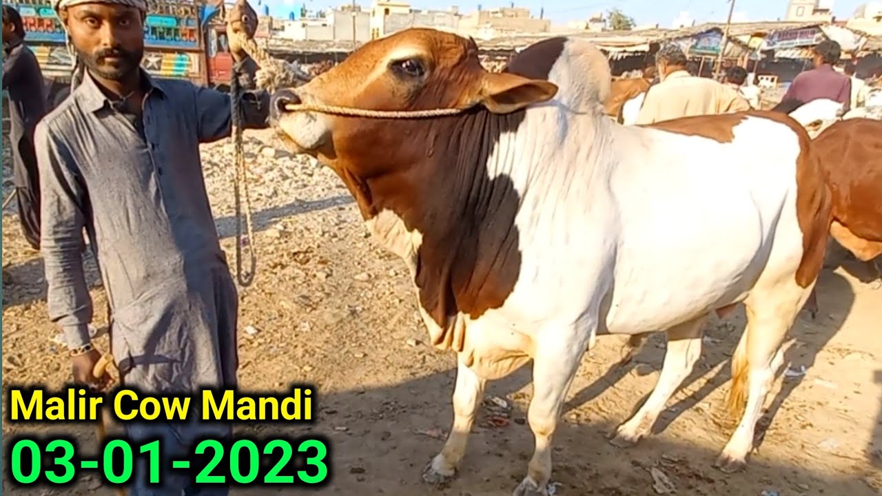 Malir Cow Mandi Karachi 03-01-2023 | Cow Rates In Winter | Cow Mandi ...