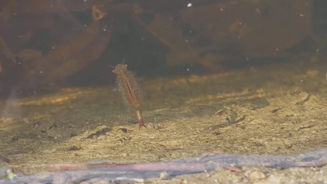 Wild fairy shrimp in Ohio vernal pool - YouTube