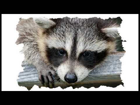 I Love You Anyway- A "tail" of understanding ADHD narrated by Donna ...