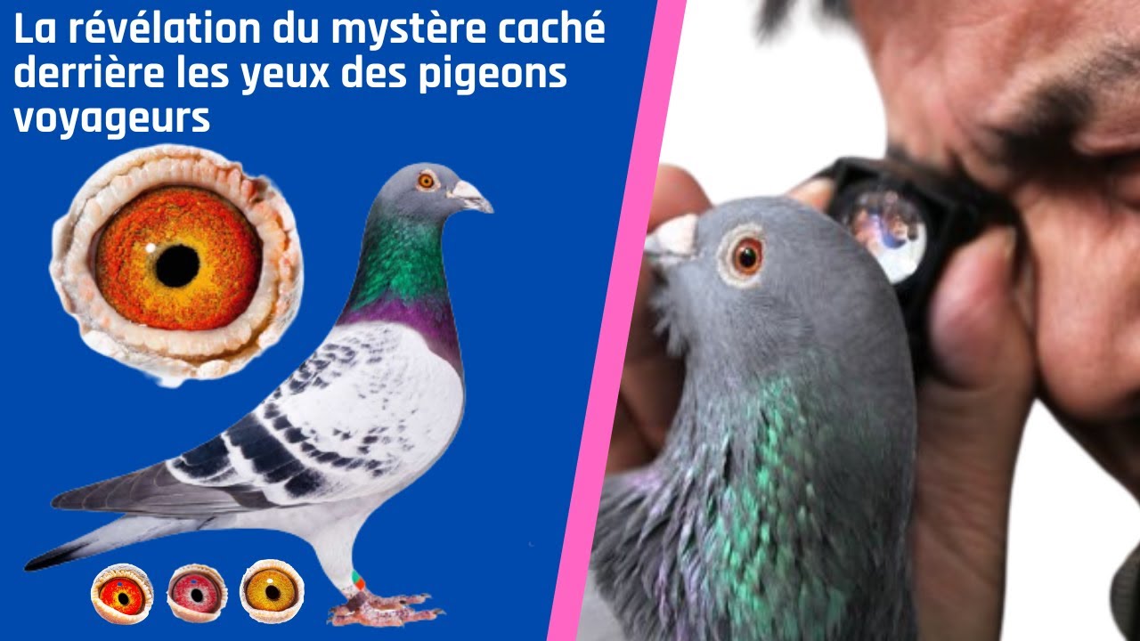 La révélation du mystère caché derrière les yeux des pigeons voyageurs ...