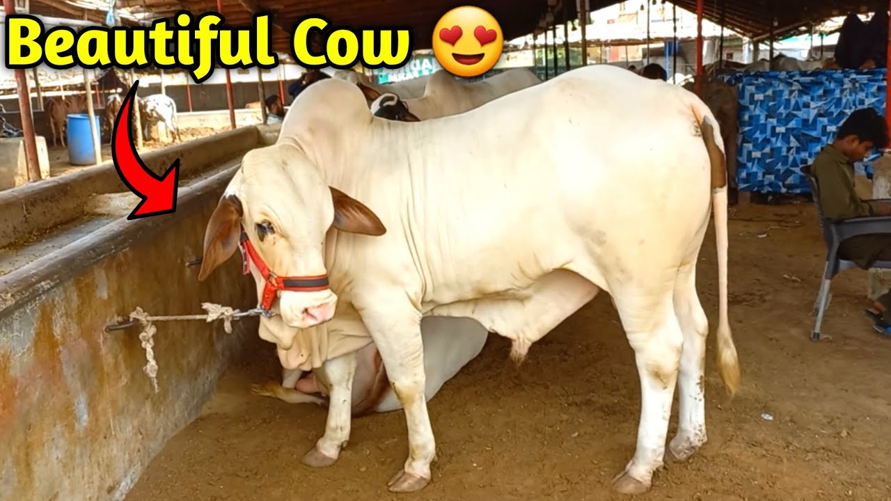 MOST Beautiful Cow Qurbani 2023 | Malir Mandi Karachi | Bakra Eid | Cow ...