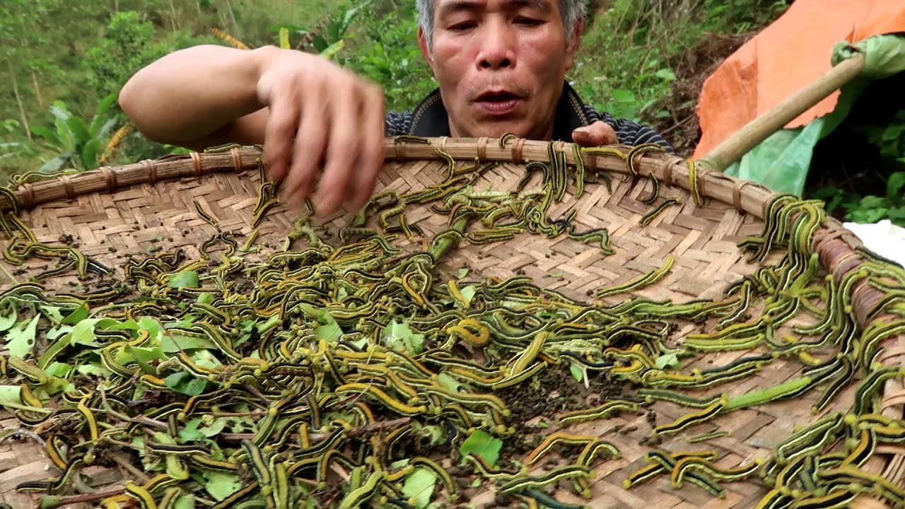 Eat a lot of yellow worms about to turn into butterflies!!! EXTREME ...