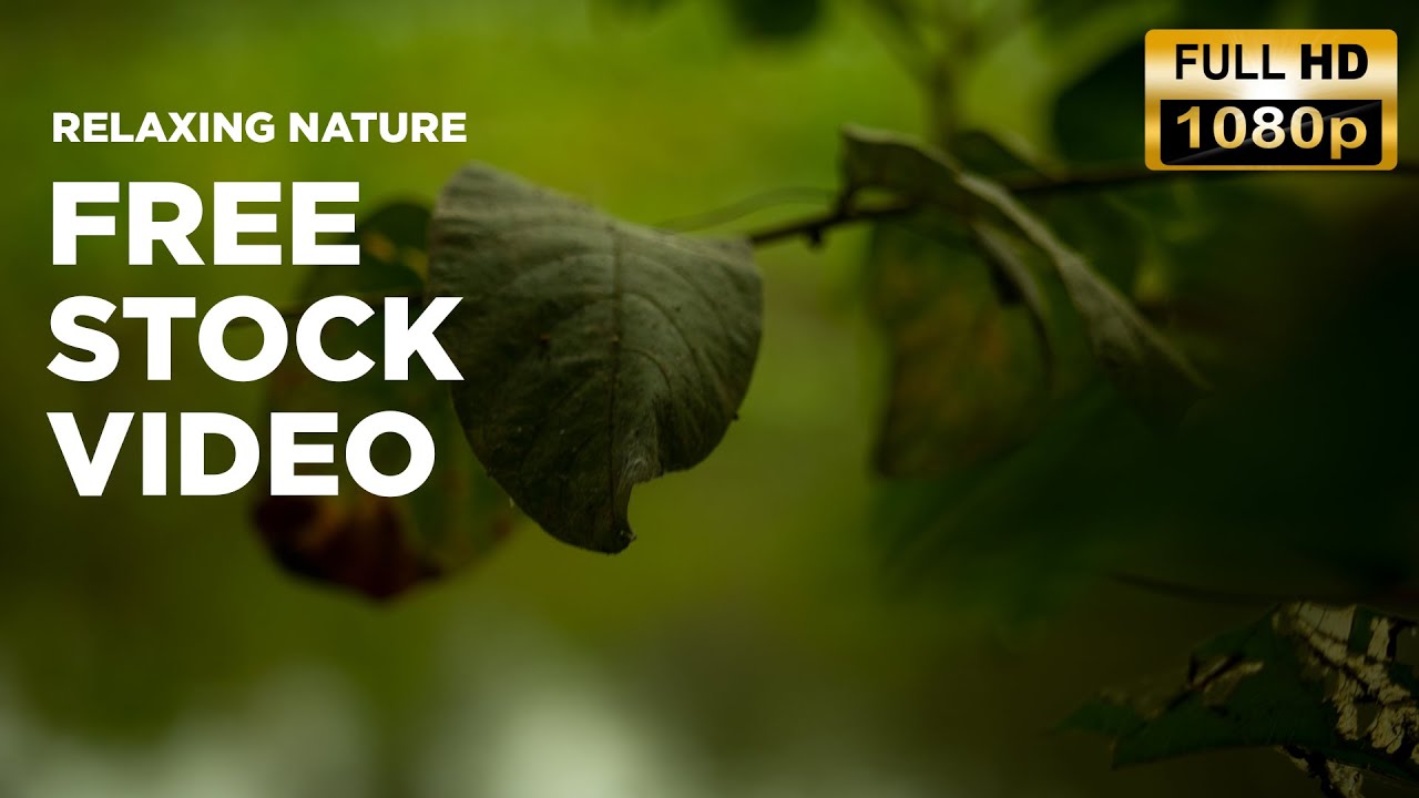 relaxing nature | No copyright video | Free Stock Footage - YouTube