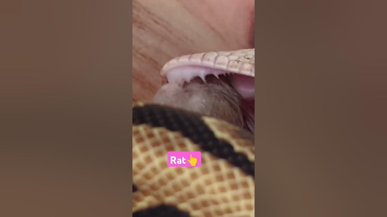 Ball Python biting rat close-up! 😱🐍🔥 - YouTube