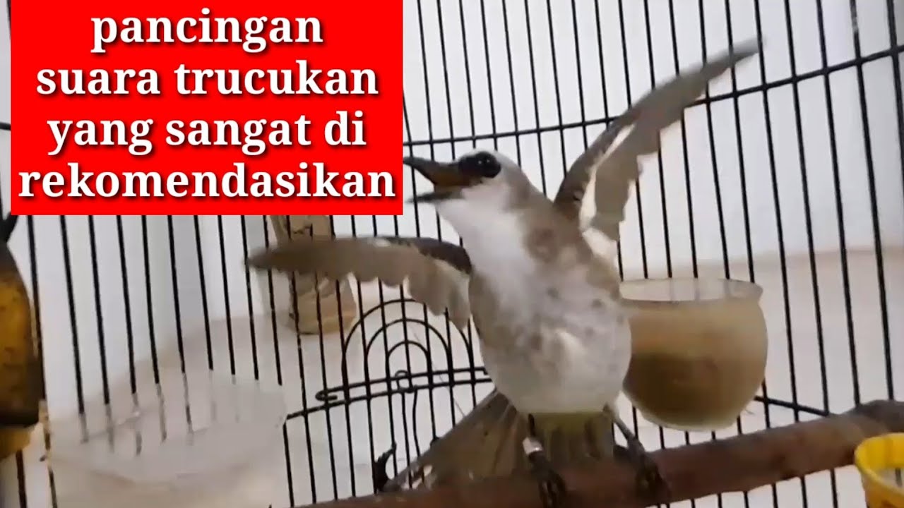 suara pancingan trucuk garuda dan memanggil lawan ini ahlinya masteran ...