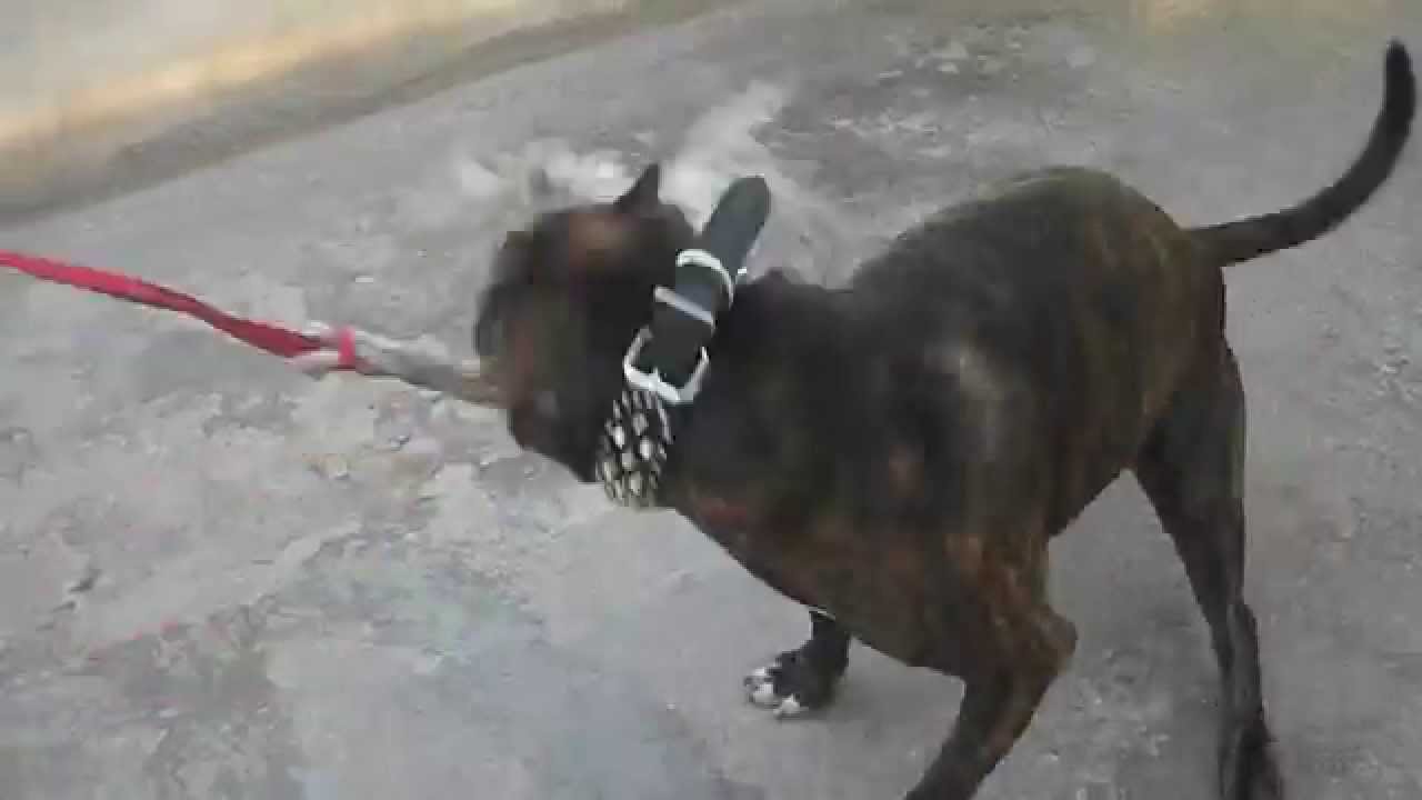 Real Pitbull showing his power - YouTube