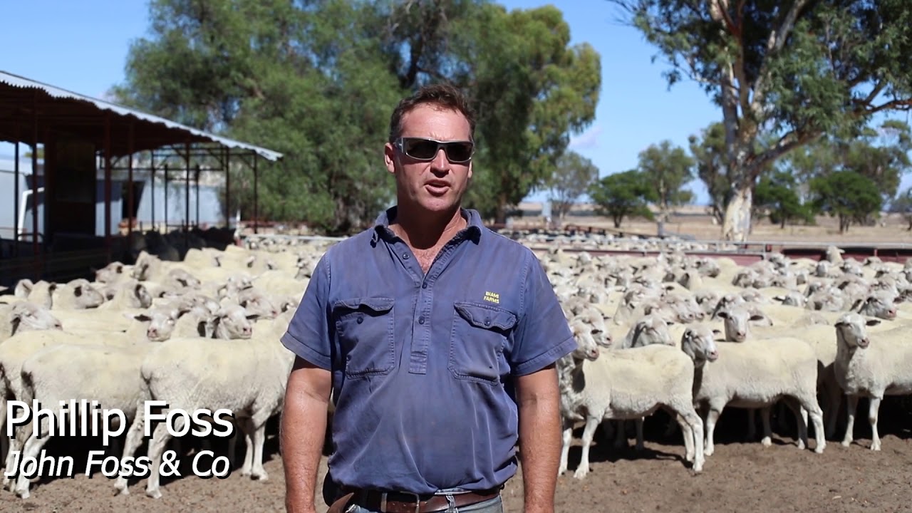 JOHN FOSS & CO COMPOSITE EWE DISPERSAL SALE BRUCE ROCK WA - YouTube