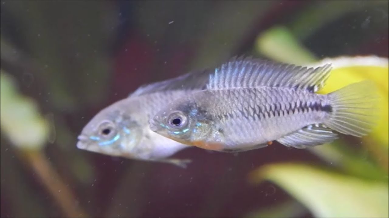 Juvenile Apistogramma Borellii - YouTube