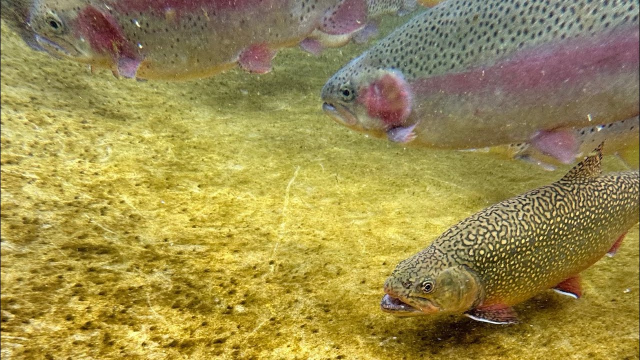 Spring Trout Stocking _ Carpenter's Brook Fish Hatchery,NY - YouTube