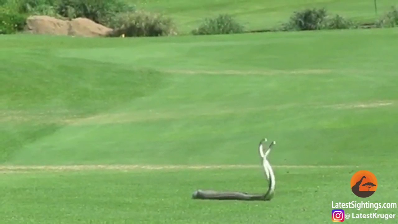 2 Black Mamba Snakes Fighting on Golf Course - YouTube