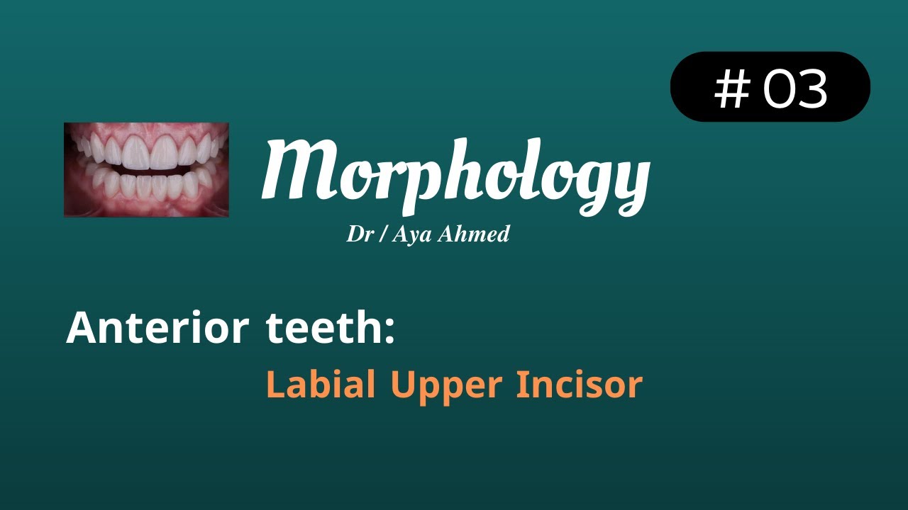 Morphology - #03 - Labial Aspect Of Upper Incisor (Central & Lataral ...