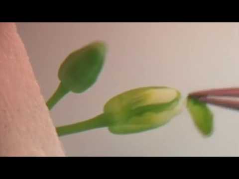 Crossing Arabidopsis thaliana