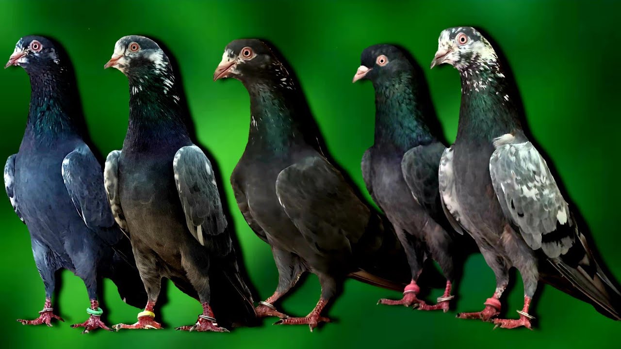 Exotic Birds | Exotic Pigeons | Pakistani Pigeons | Exoctic Birds - YouTube