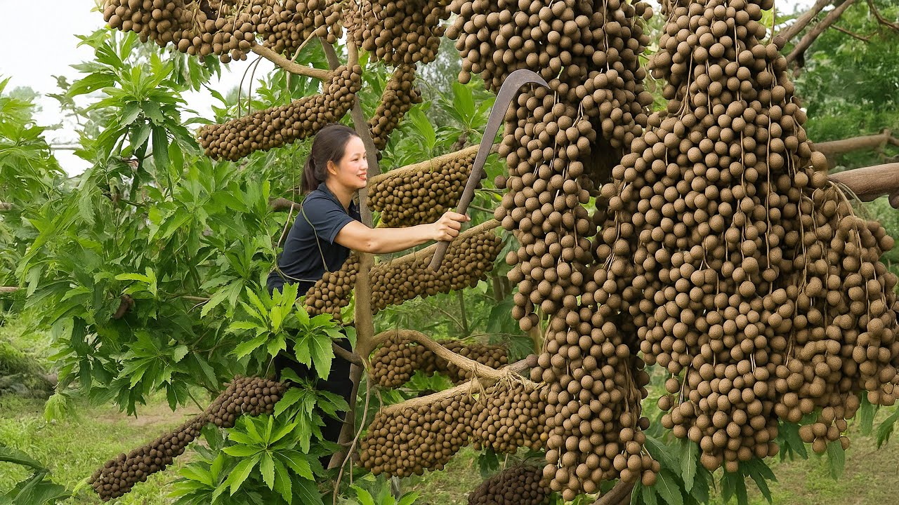 Harvesting snakeskin longan in the wild garden - how to cook longan tea ...