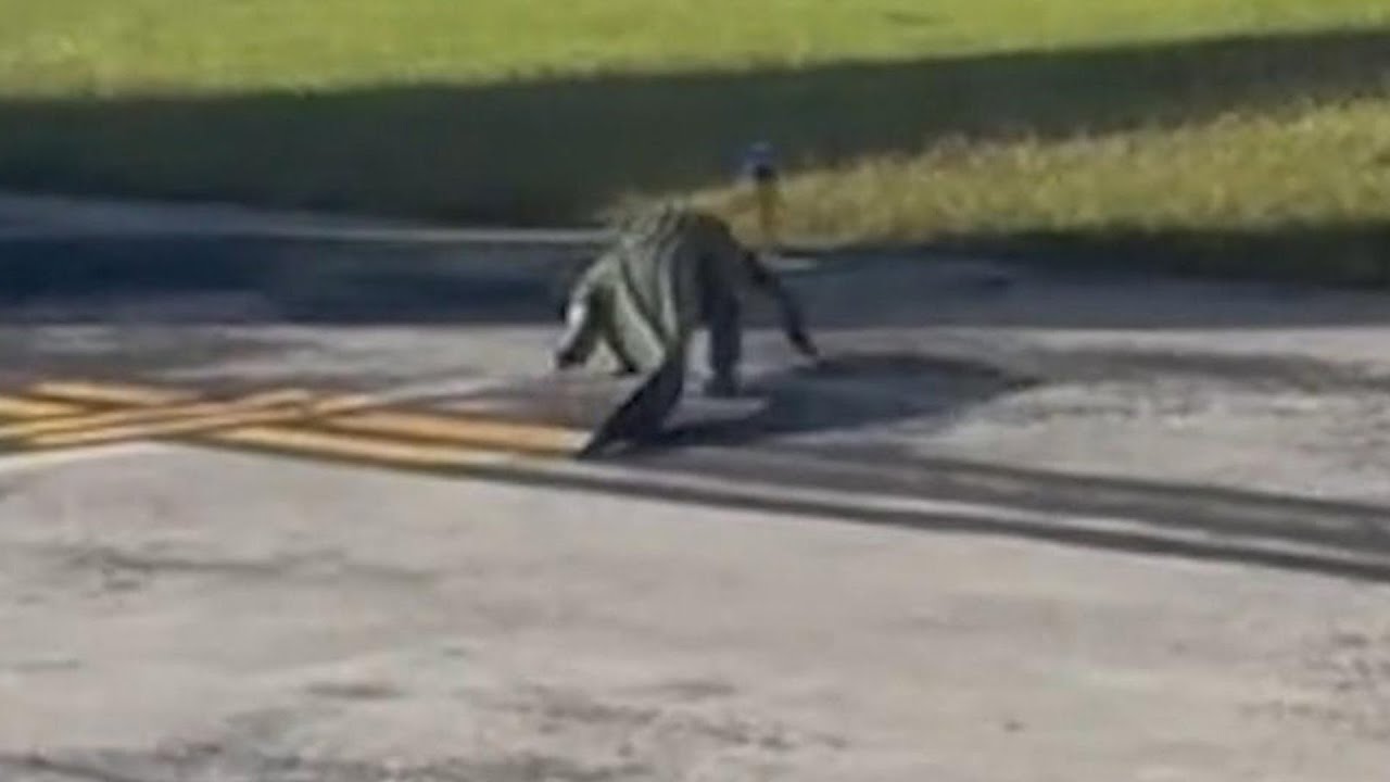 WATCH | Alligator strolls across runway at airport in Florida - YouTube