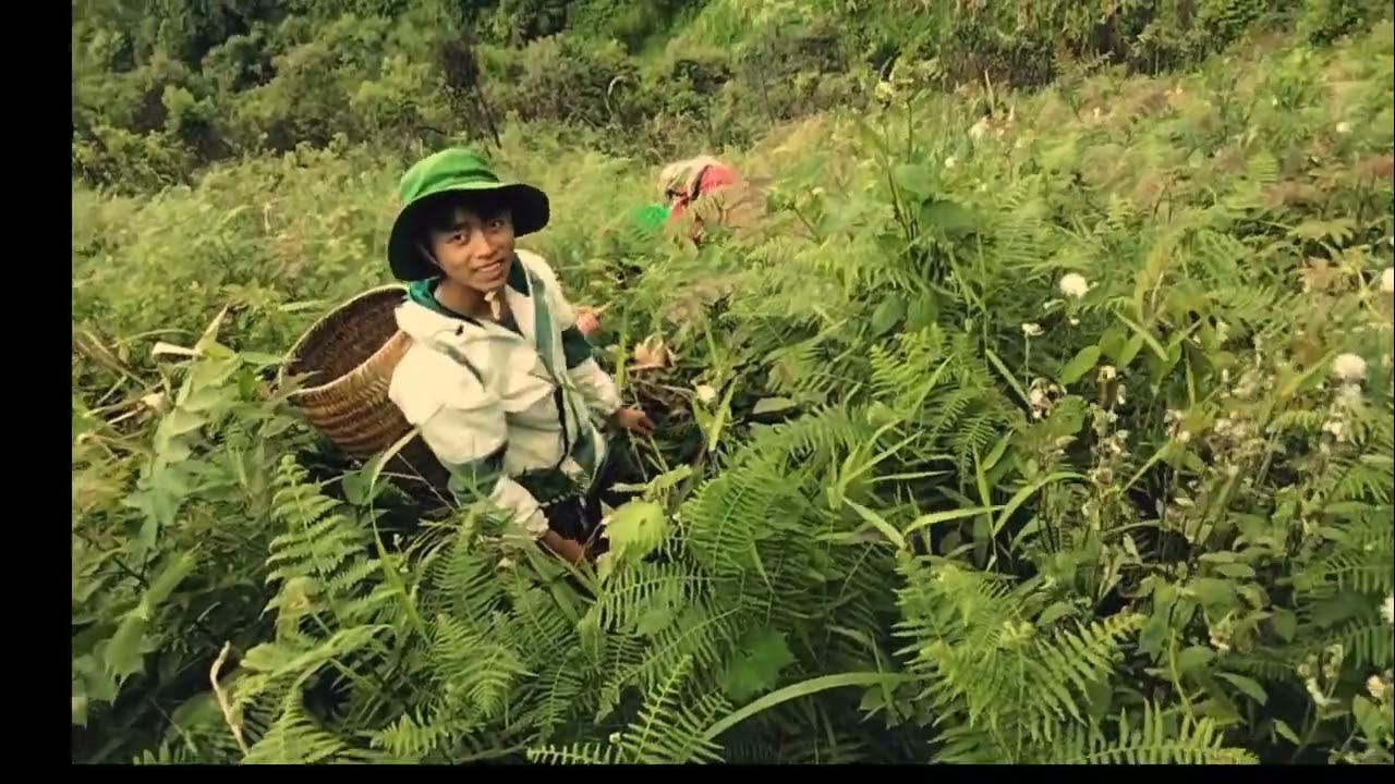 HNUB NO MUS LUV POB KWG LOM ZEM HEEV VIM TEB FAB HEEV 30/8/2023 - YouTube