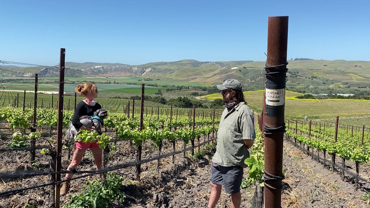 Visiting Rancho La Viña Vineyard in Sta. Rita Hills - April 2020 - YouTube