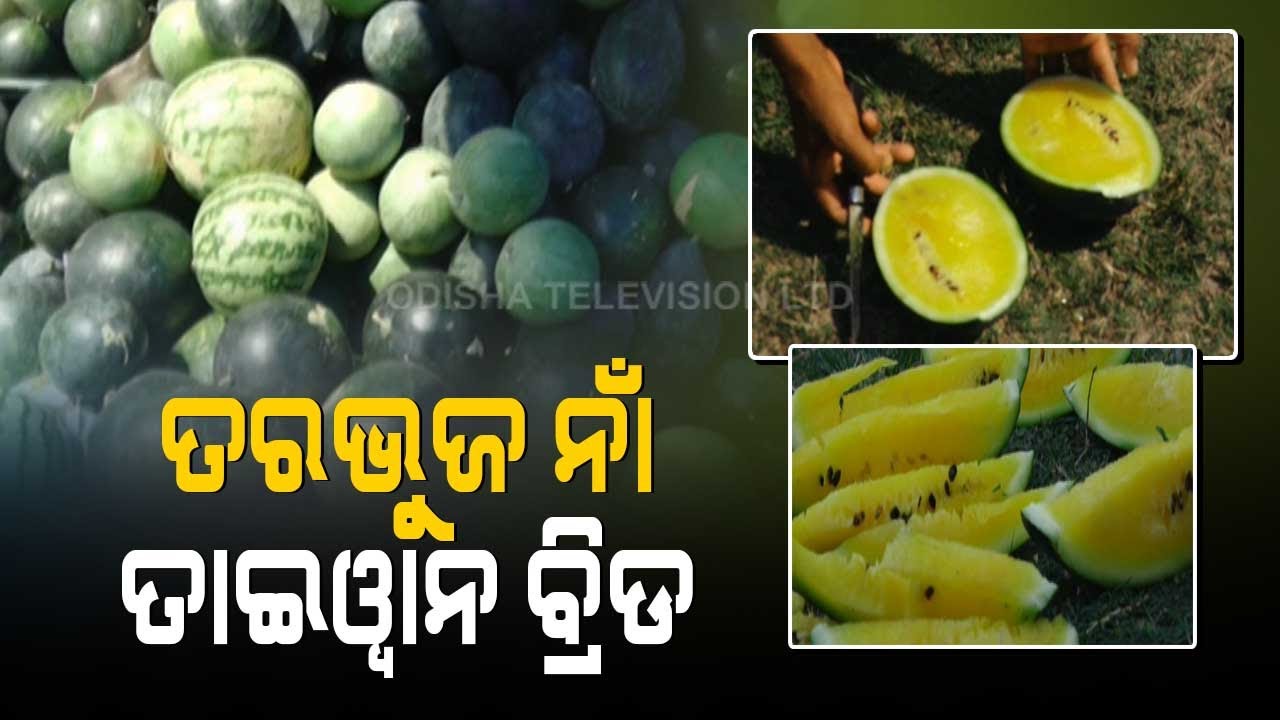 Yellow Watermelon Help Odisha Farmers Mint Money - YouTube