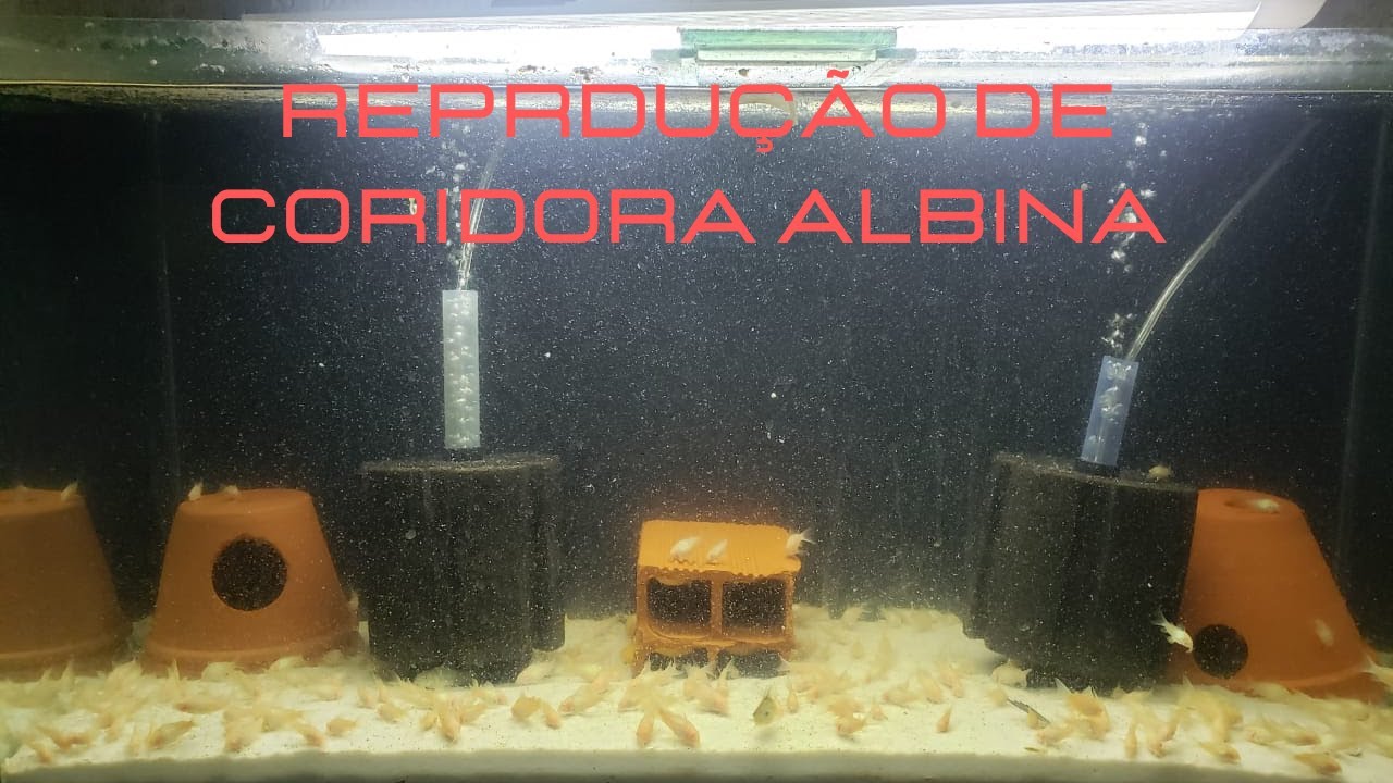 COMO REPRODUZIR CORIDORA ALBINA PT 1 - YouTube
