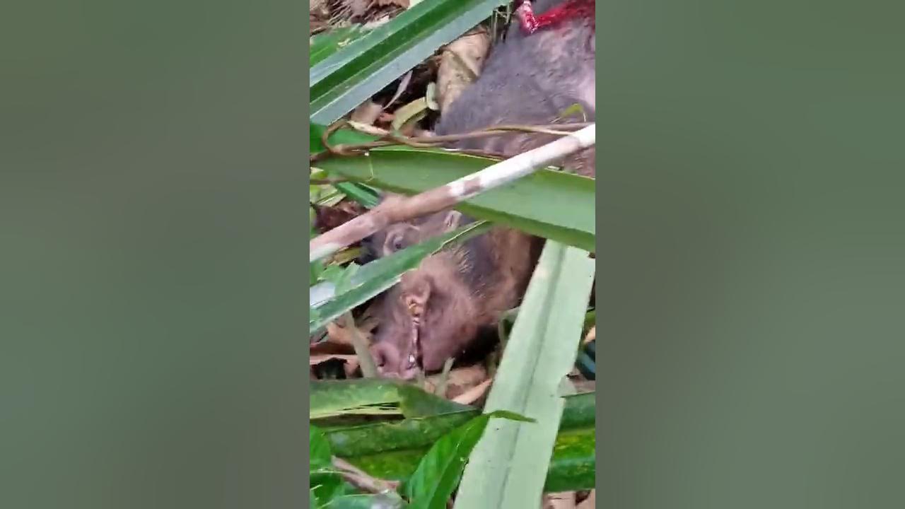 cek jerat dapat satu hama babi hutan - YouTube
