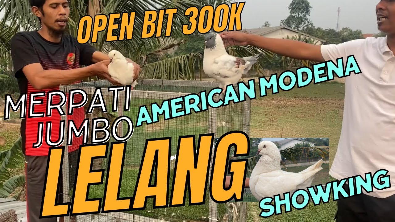 LELANG BURUNG MERPATI HIAS JUMBO- 2 EKOR- MERPATI MODENA DAN SHOWKING ...