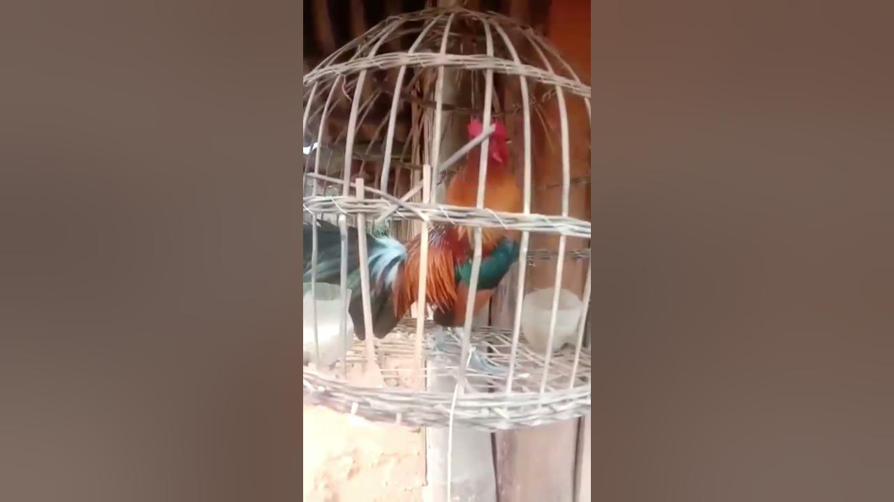 Qaib qug thiab qaib dib naw - YouTube