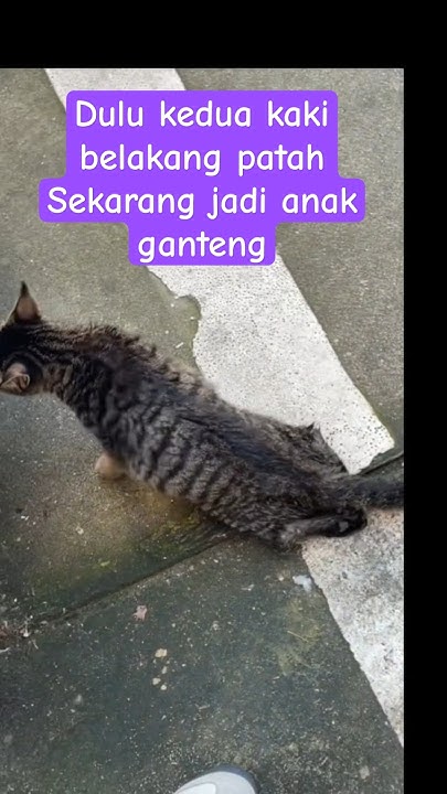 KAKINYA YANG PATAH SEKARANG SUDAH SEMBUH #shorts #cat #kucingjalanan #kucing #meow #pets # ...