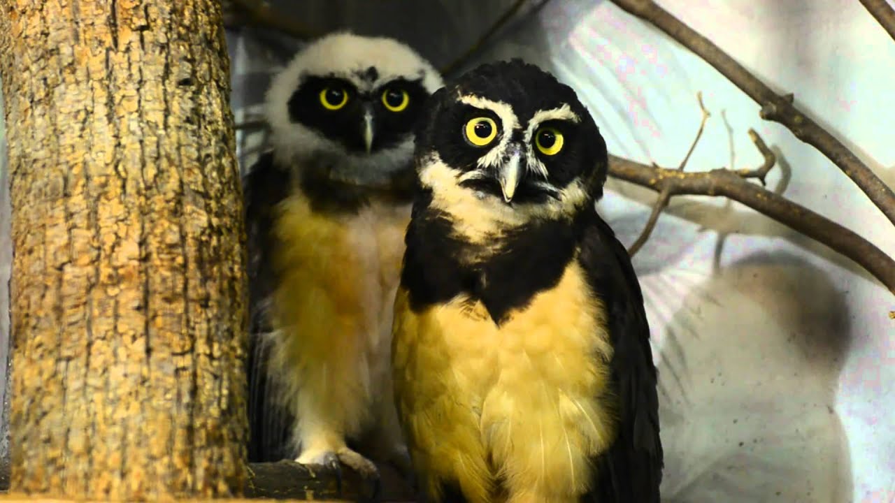 Spectacled Owls... these guys are so cool! (shot with Nikon D7000 ...