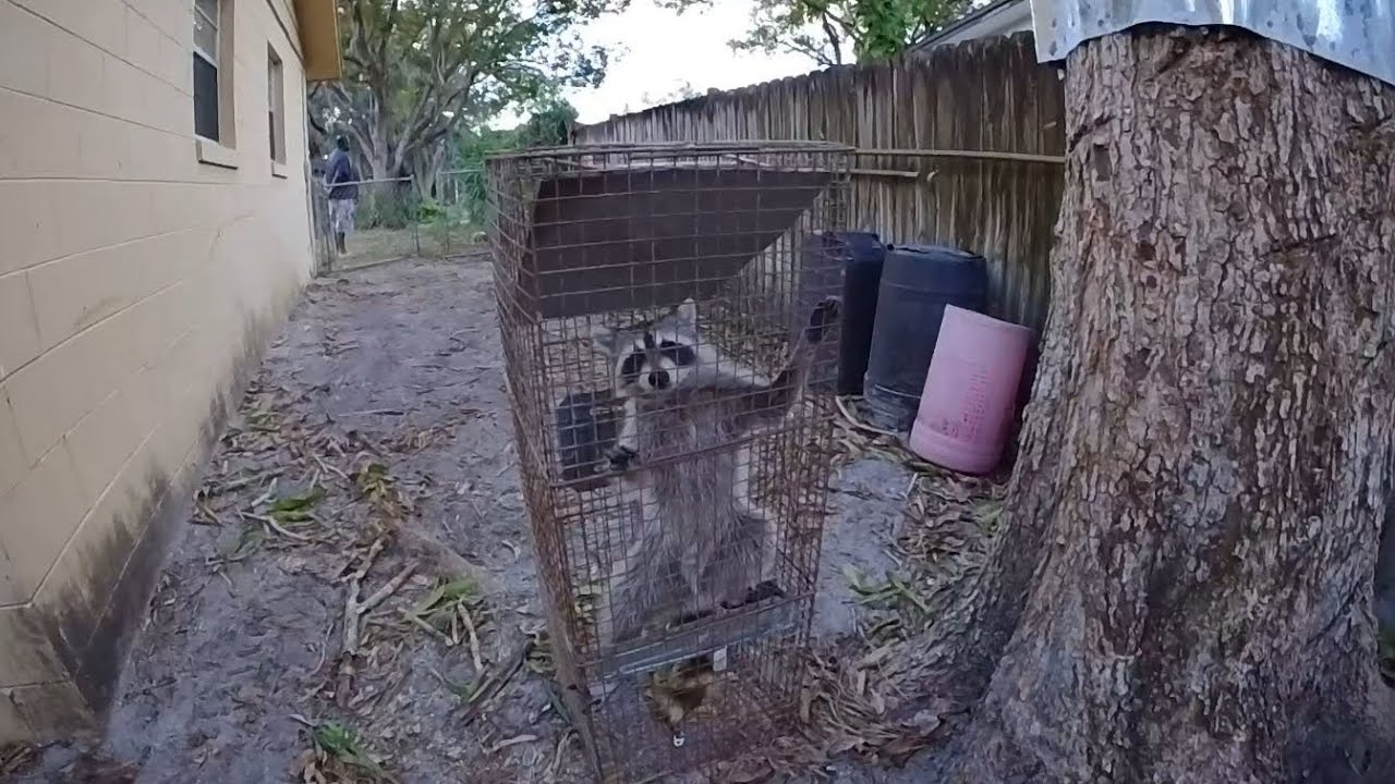 Dog proof coon trap works!! - YouTube