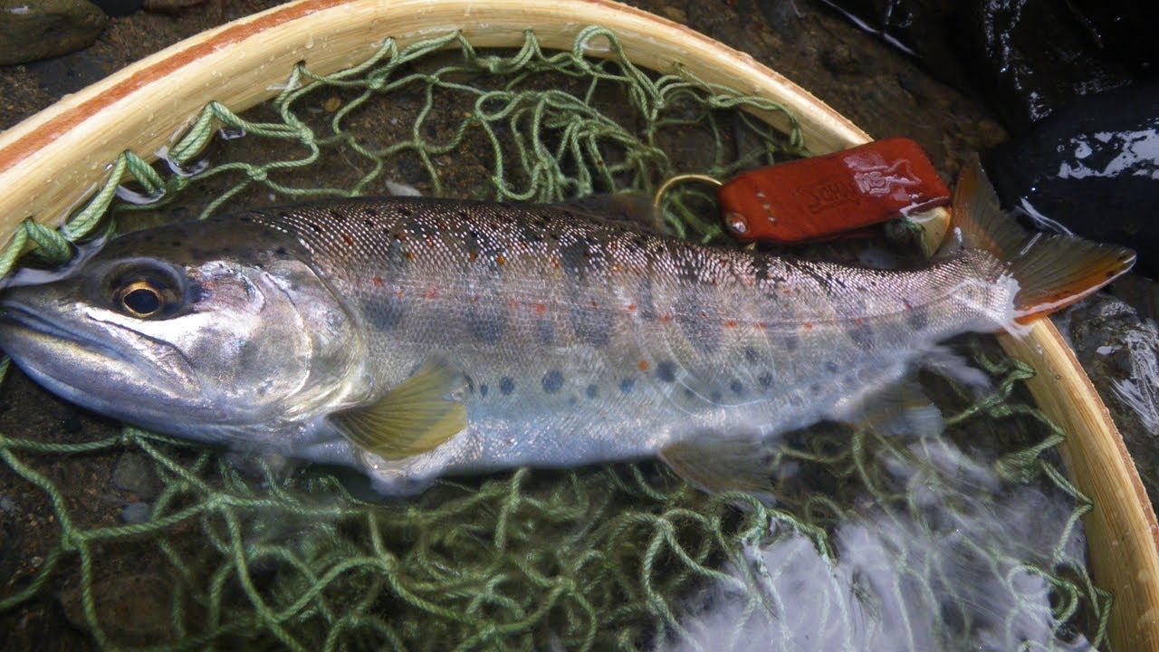 夏あまご Amago(Red-spotted Trout) - YouTube