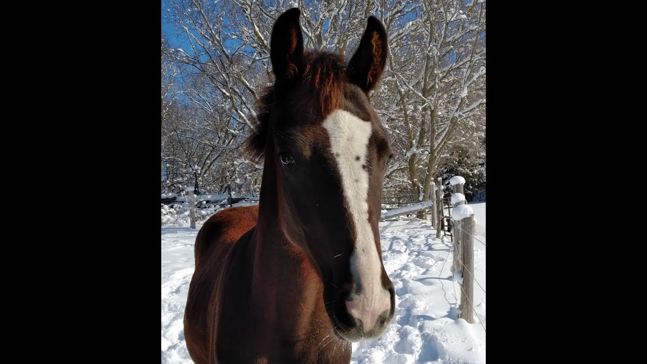 2021 Hanoverian Filly Calista During Winter Turnout - YouTube