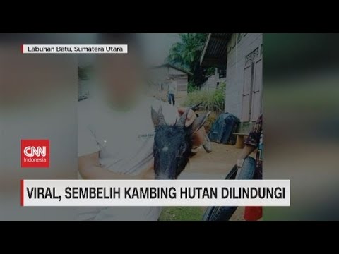Viral, Sembelih Kambing Hutan Dilindungi