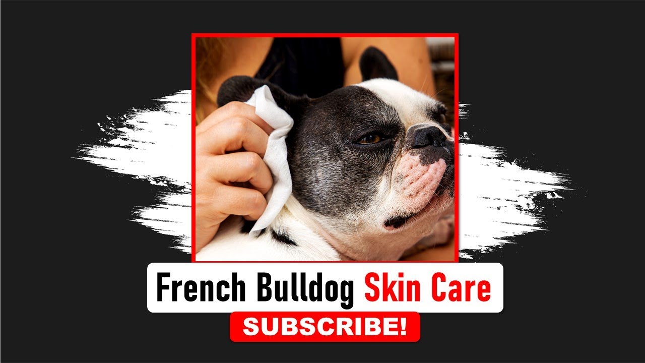 French Bulldog Skin | Frenchies Hub - YouTube