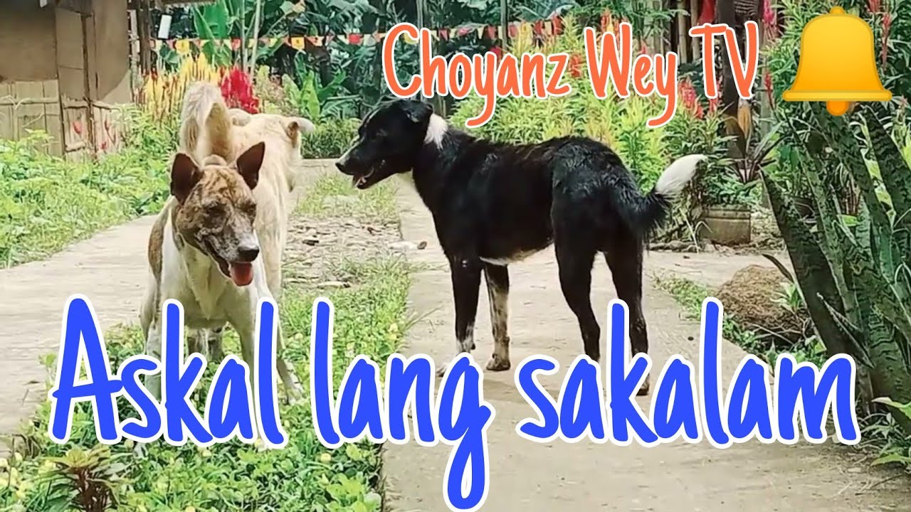 Aspin/Askal Dog Mating - Natural Breeding No Need Shooter - YouTube