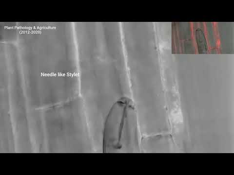 Plant Parasitic nematodes | Stylet | colonization of roots - YouTube